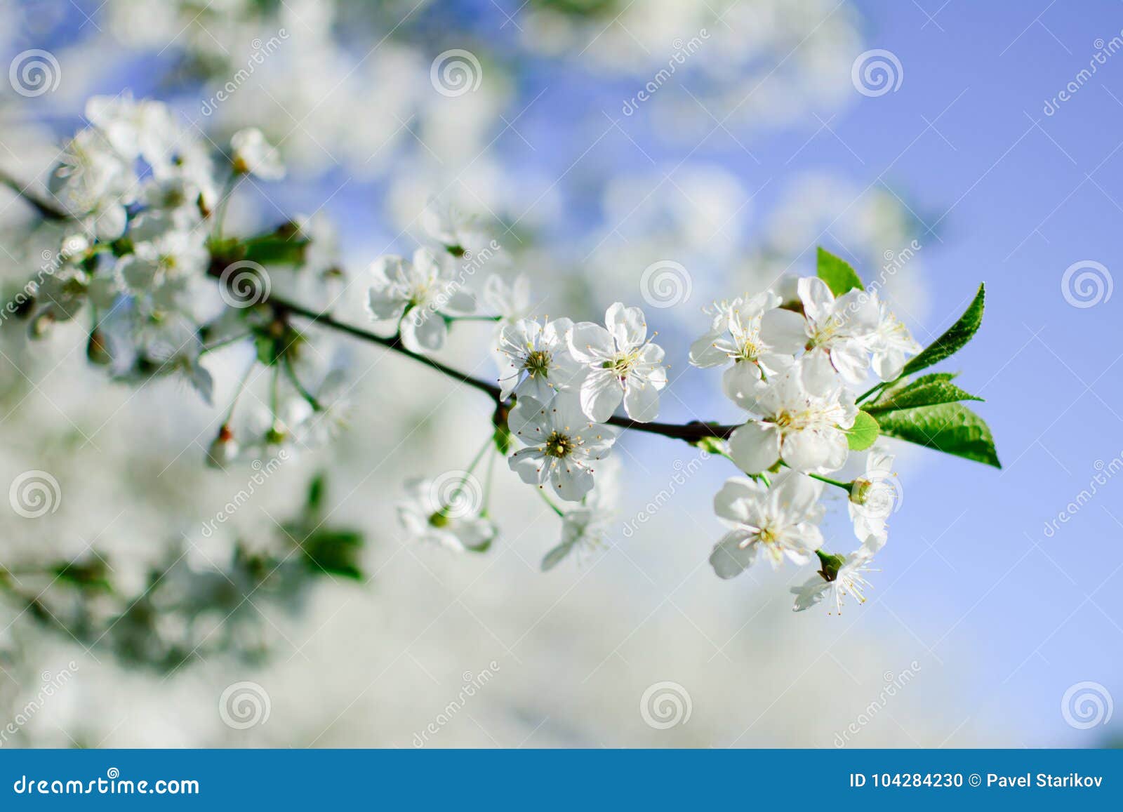 Rama de Cherry Blossom foto de archivo. Imagen de travieso - 104284230