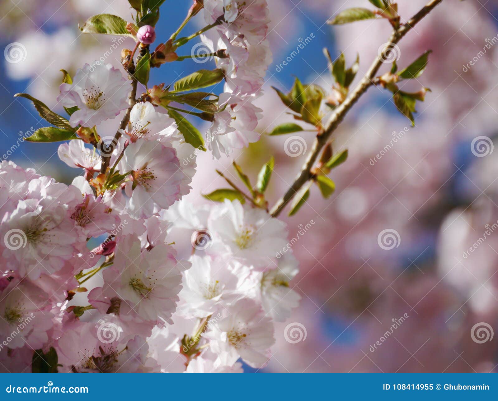 Rama de Cherry Blossom imagen de archivo. Imagen de floral - 108414955
