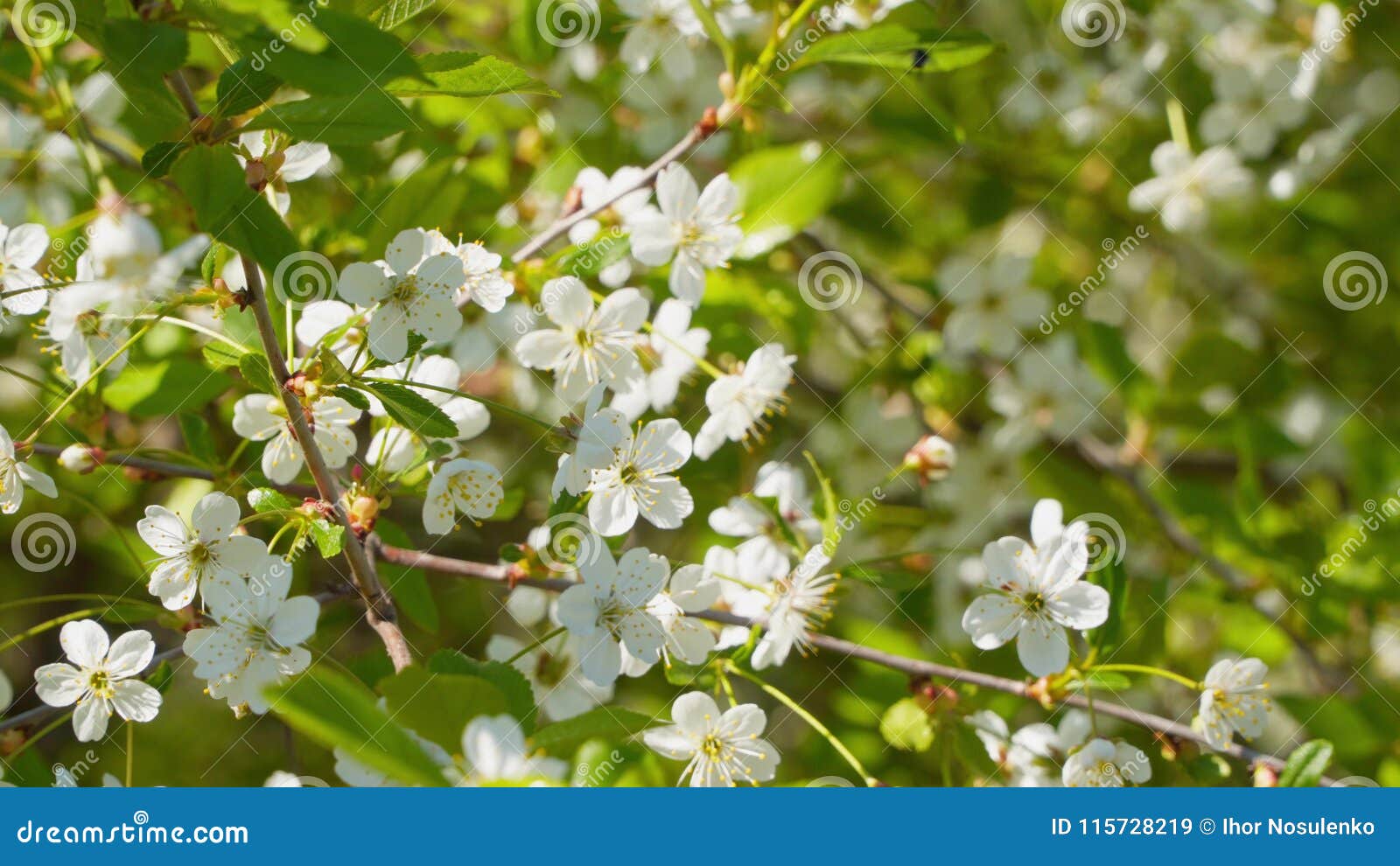 Rama de Cherry Blossom imagen de archivo. Imagen de rural - 115728219