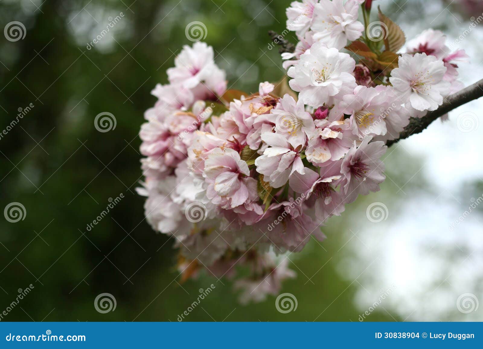 Rama de Cherry Blossom foto de archivo. Imagen de frescura - 30838904