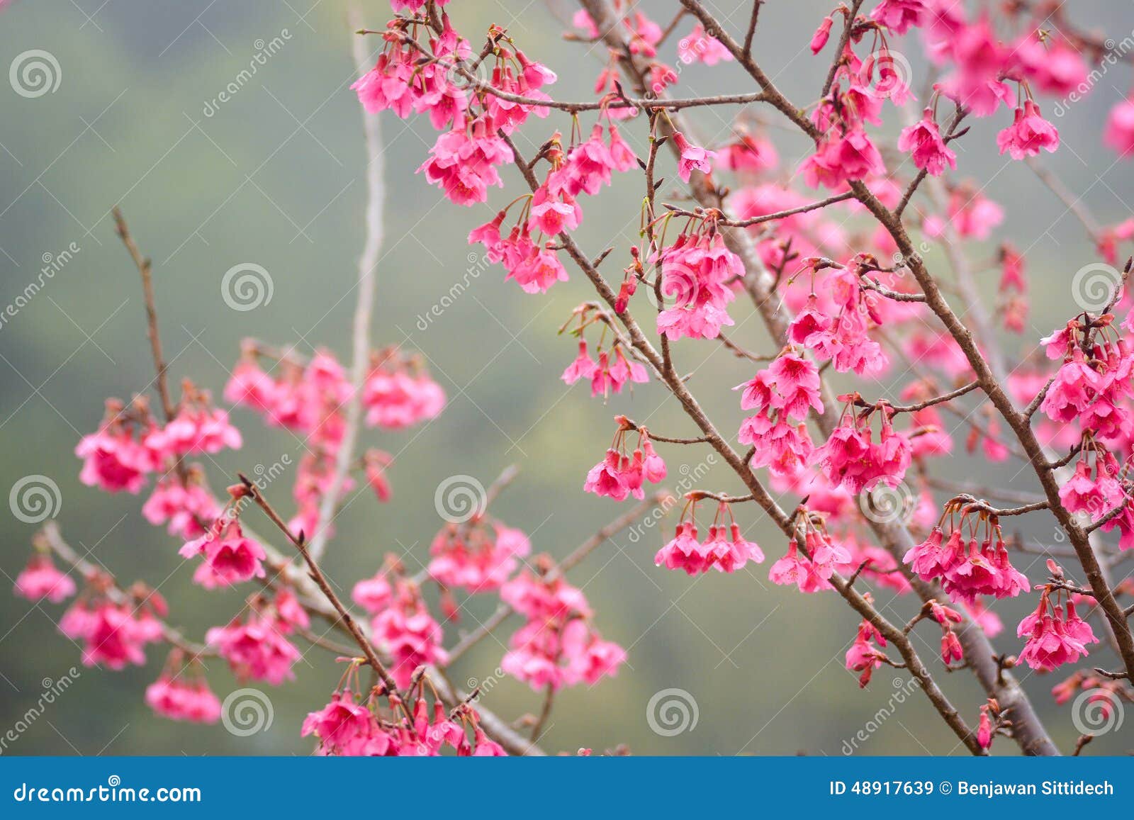 Rama de Cherry Blossom imagen de archivo. Imagen de floral - 48917639