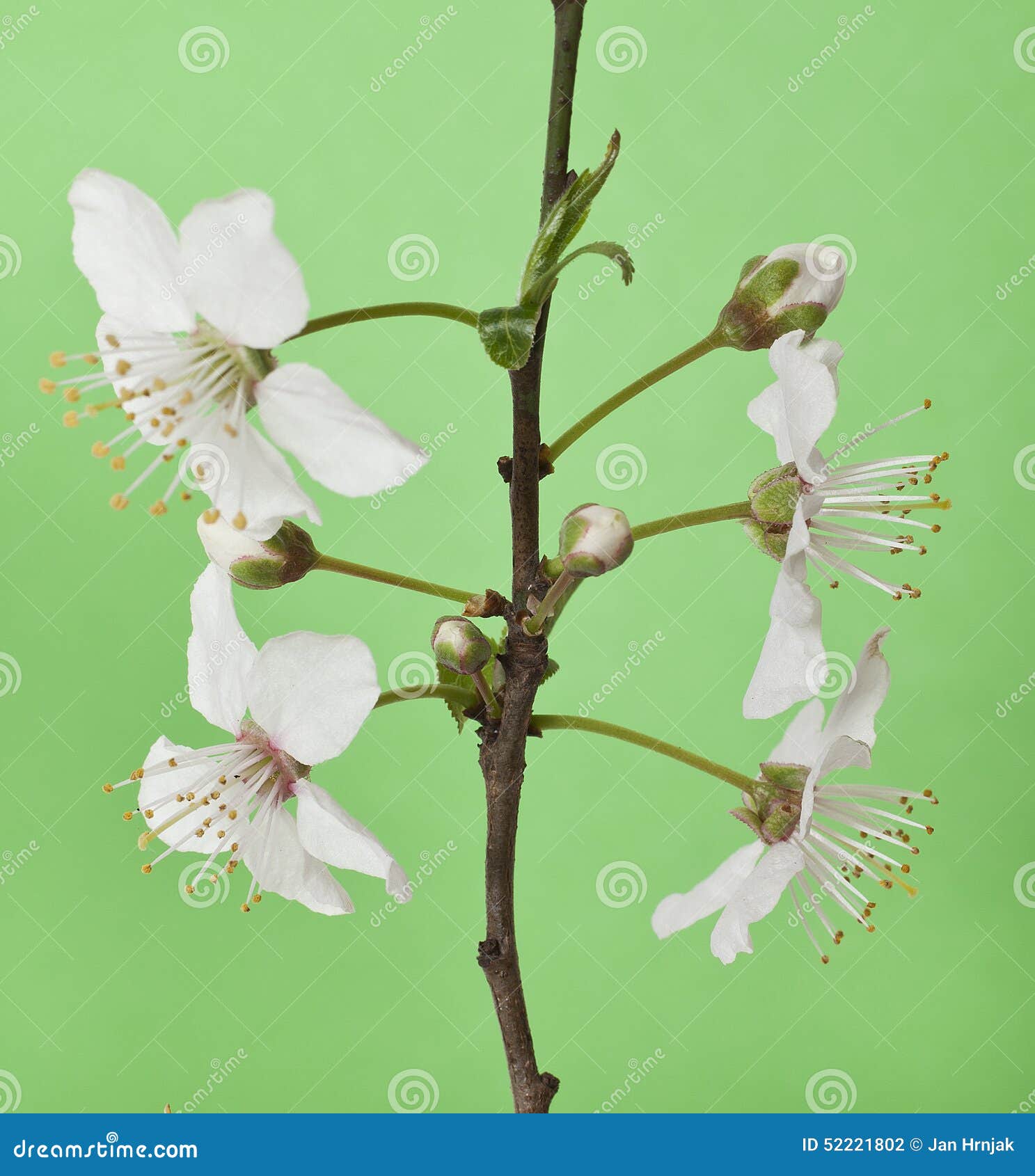 Rama de Cherry Blossom foto de archivo. Imagen de floral - 52221802