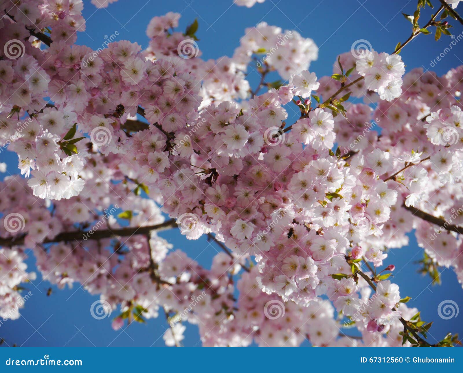 Rama de Cherry Blossom foto de archivo. Imagen de cierre - 67312560