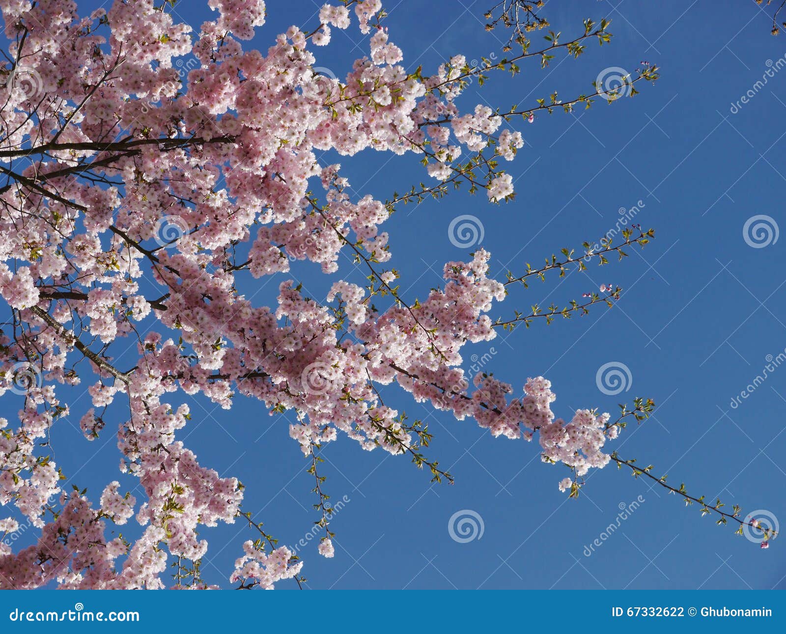 Rama de Cherry Blossom foto de archivo. Imagen de aislado - 67332622