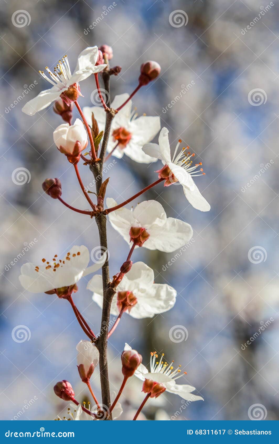 Rama de Cherry Blossom imagen de archivo. Imagen de baya - 68311617