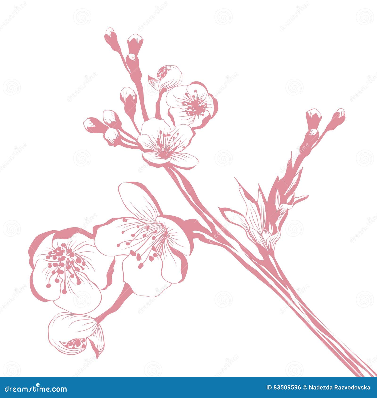 Rama de Cherry Blossom stock de ilustración. Ilustración de travieso ...