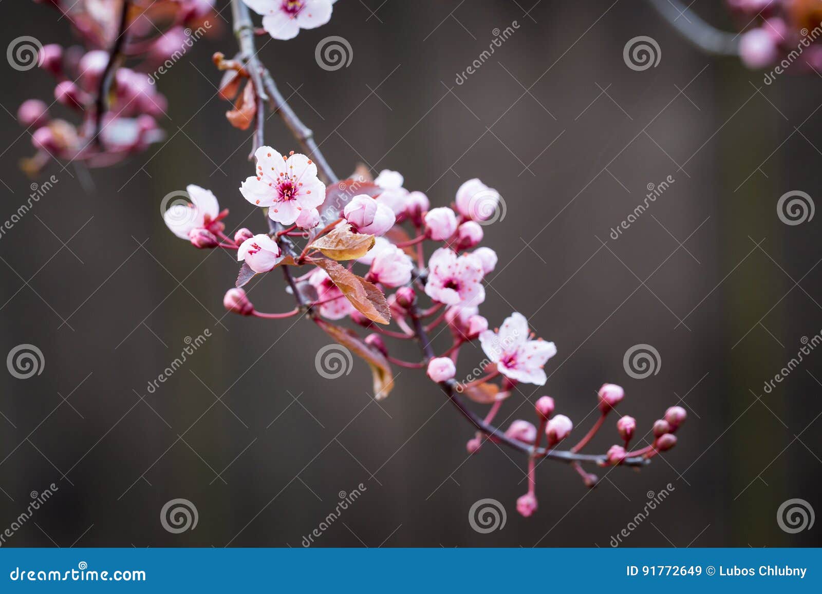 Rama de Cherry Blossom imagen de archivo. Imagen de fondo - 91772649