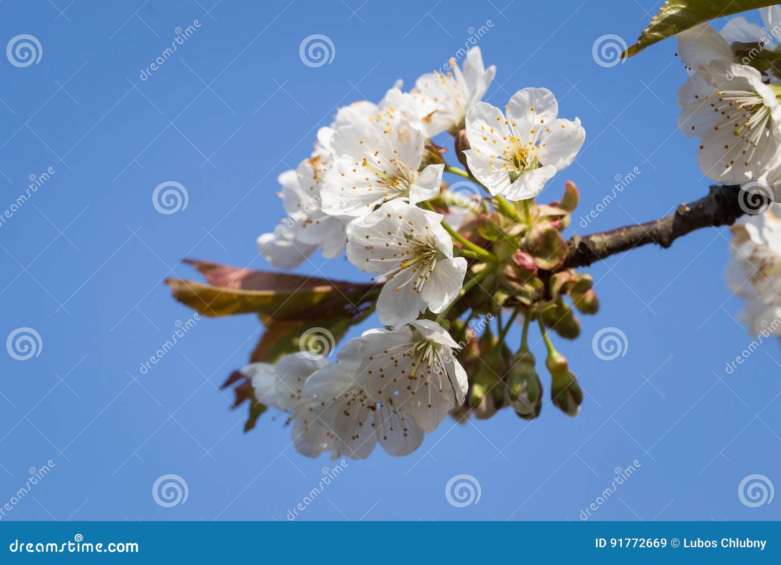 Rama de Cherry Blossom imagen de archivo. Imagen de detalle - 91772669
