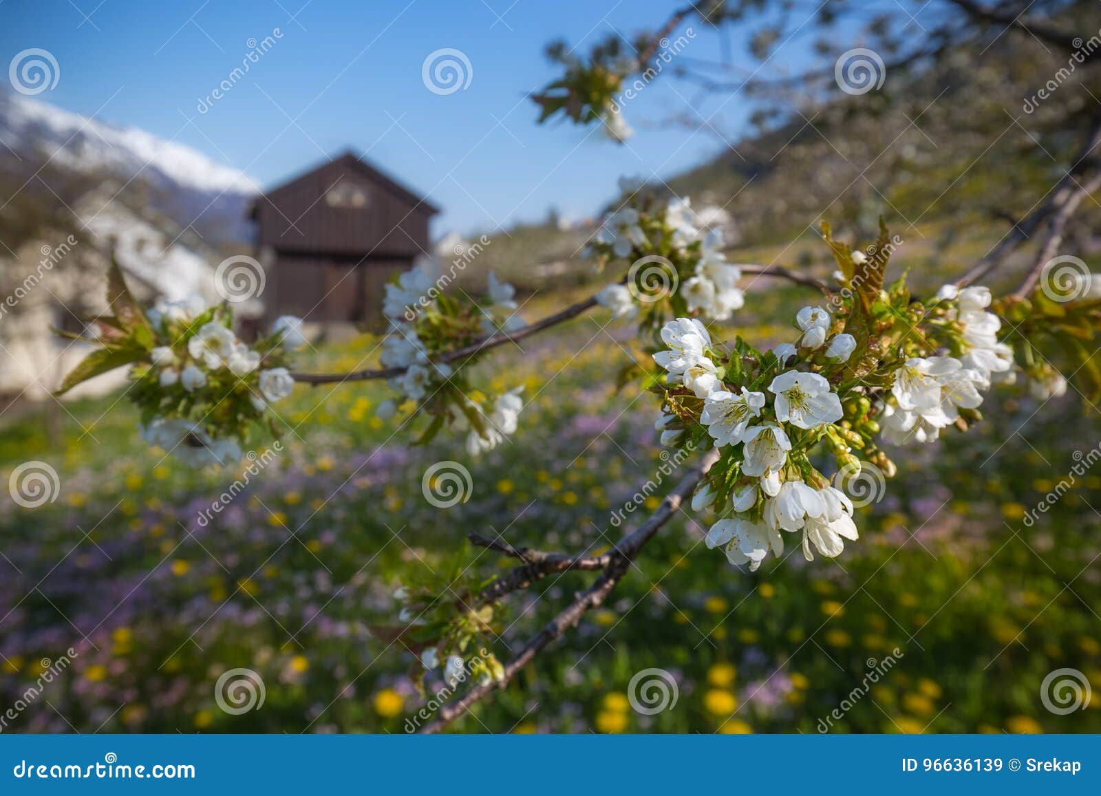 Rama de Cherry Blossom imagen de archivo. Imagen de cubo - 96636139
