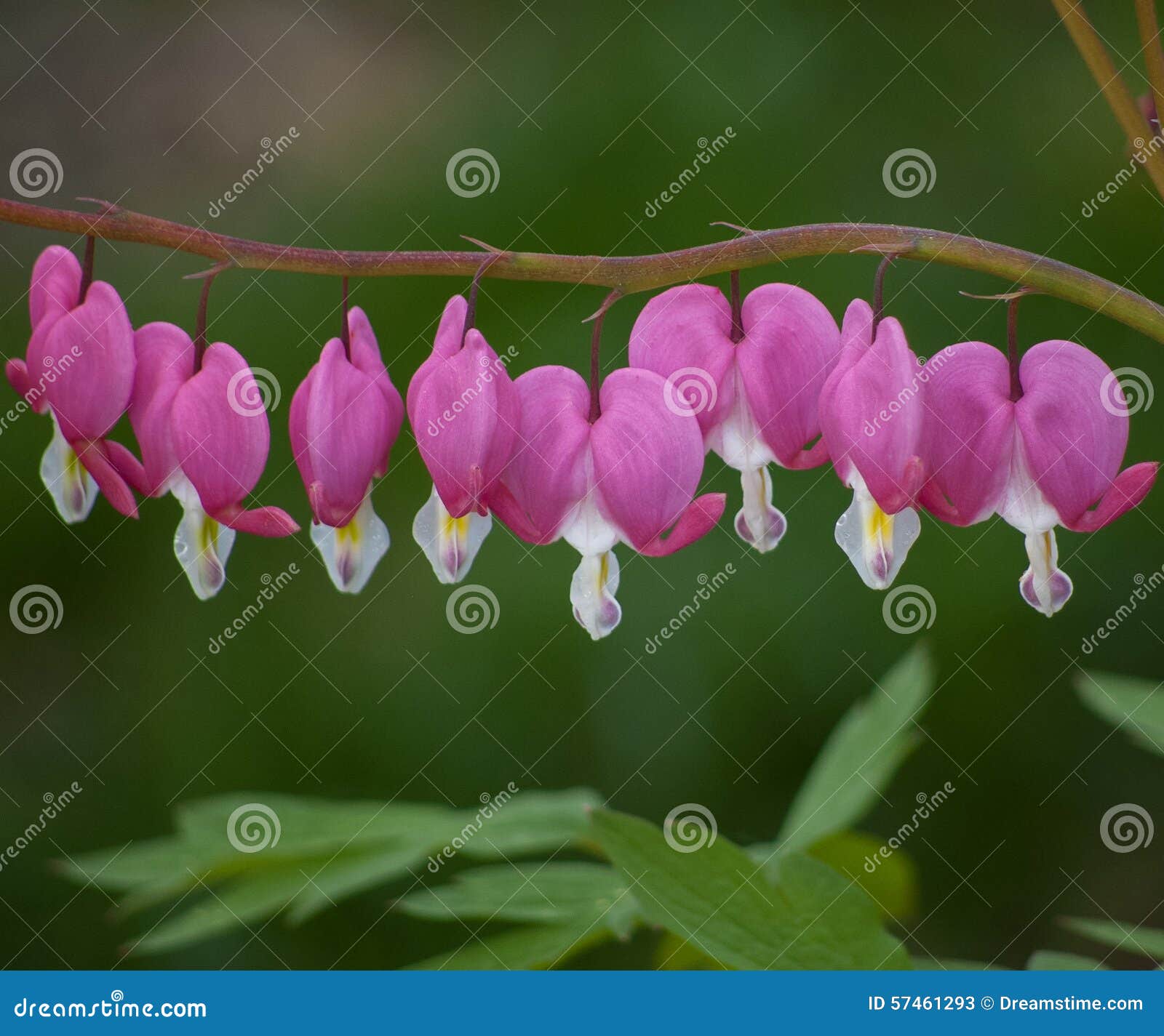 Rama De Corazones Sangrantes Imagen de archivo - Imagen de planta, cubo ...