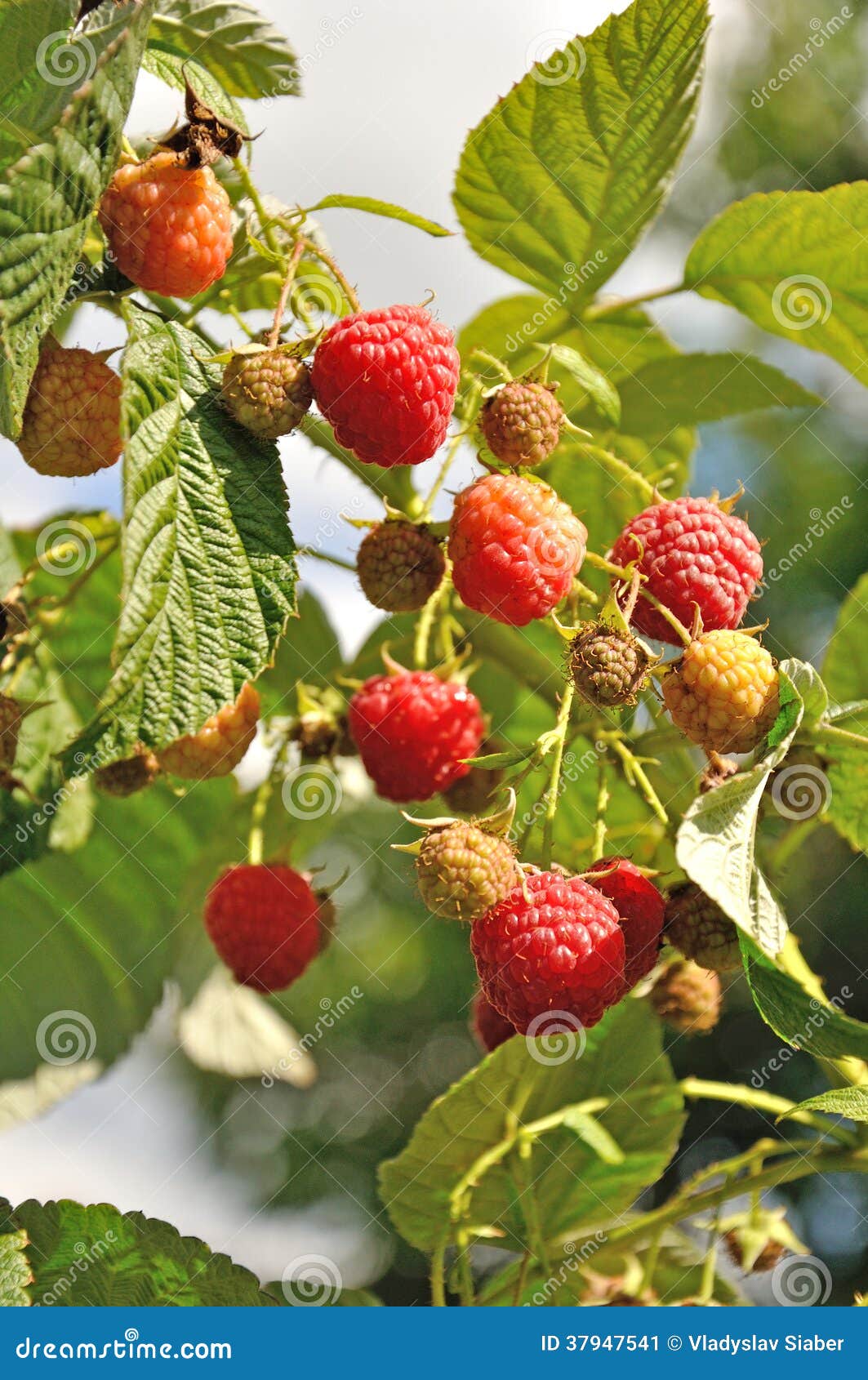 Rama de la frambuesa imagen de archivo. Imagen de frambuesa - 37947541