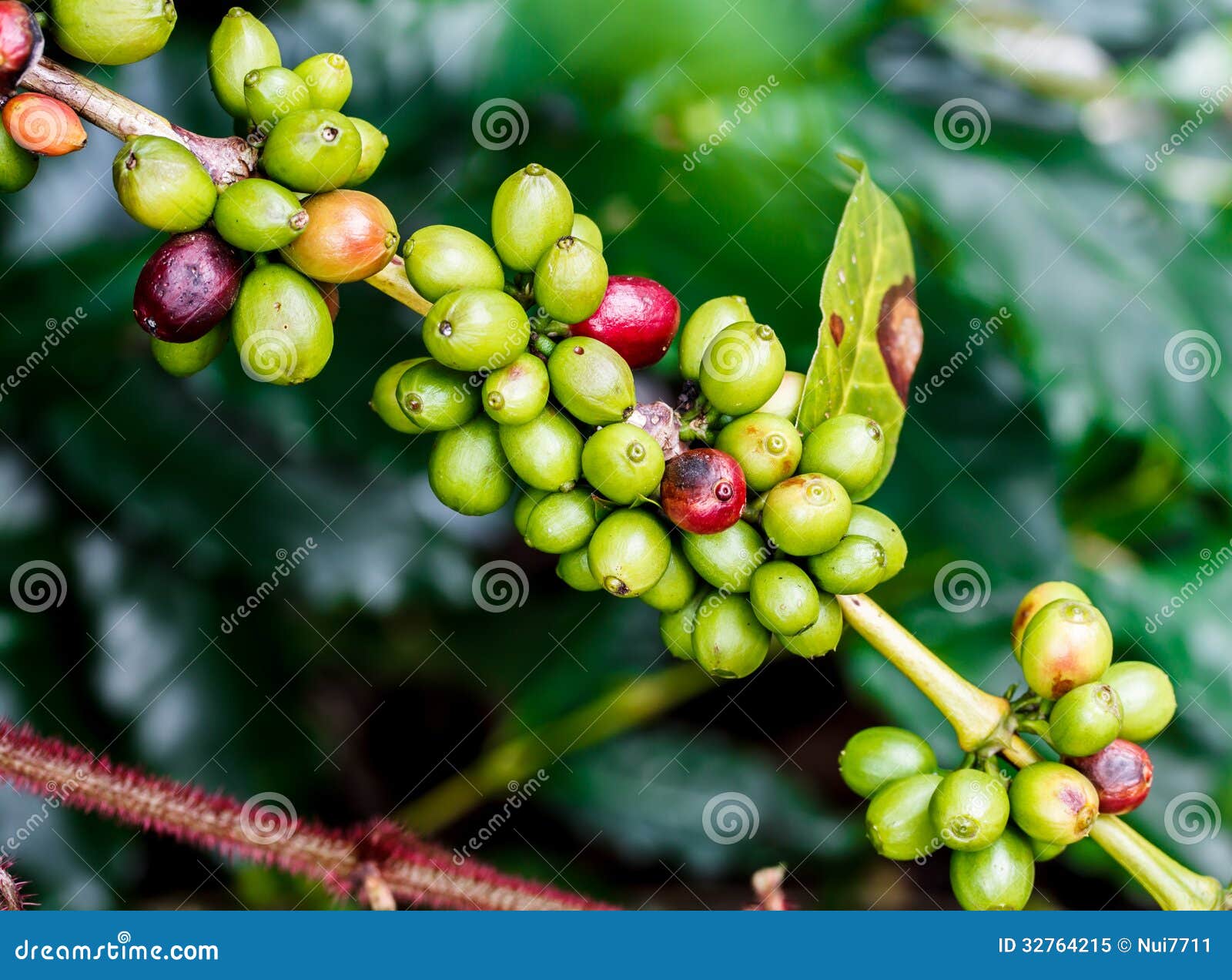 Rama de la fruta del café imagen de archivo. Imagen de maduro - 32764215