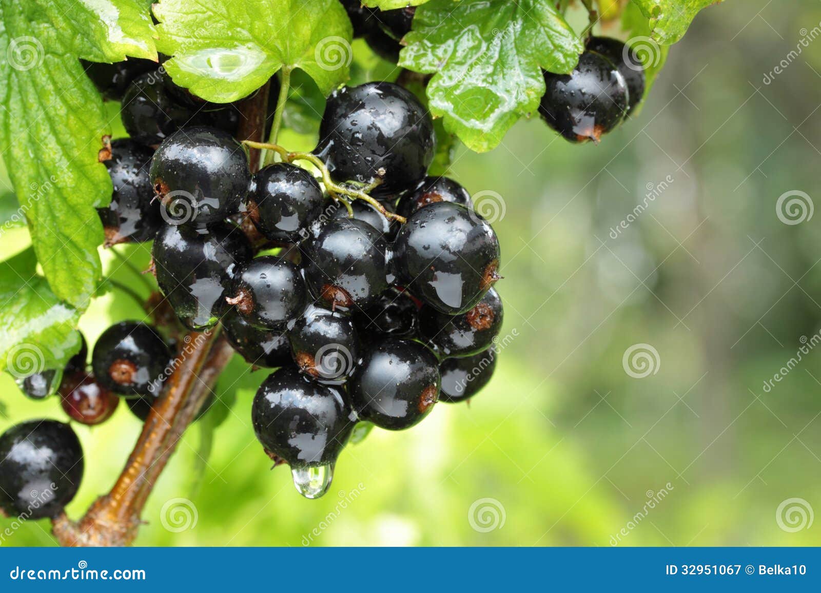 Rama de la grosella negra imagen de archivo. Imagen de fresco - 32951067