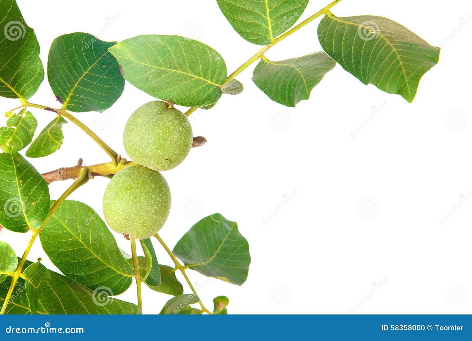 Rama de la nuez foto de archivo. Imagen de verde, frutas - 58358000