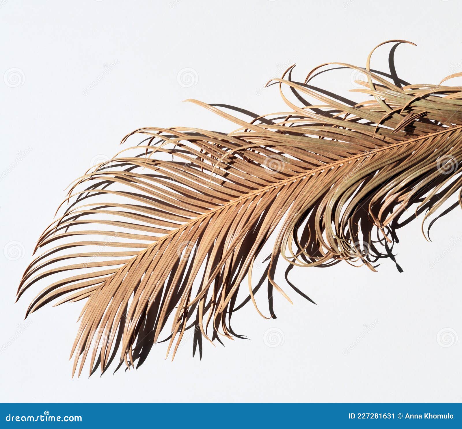 Rama de la palma seca imagen de archivo. Imagen de texturizado - 227281631