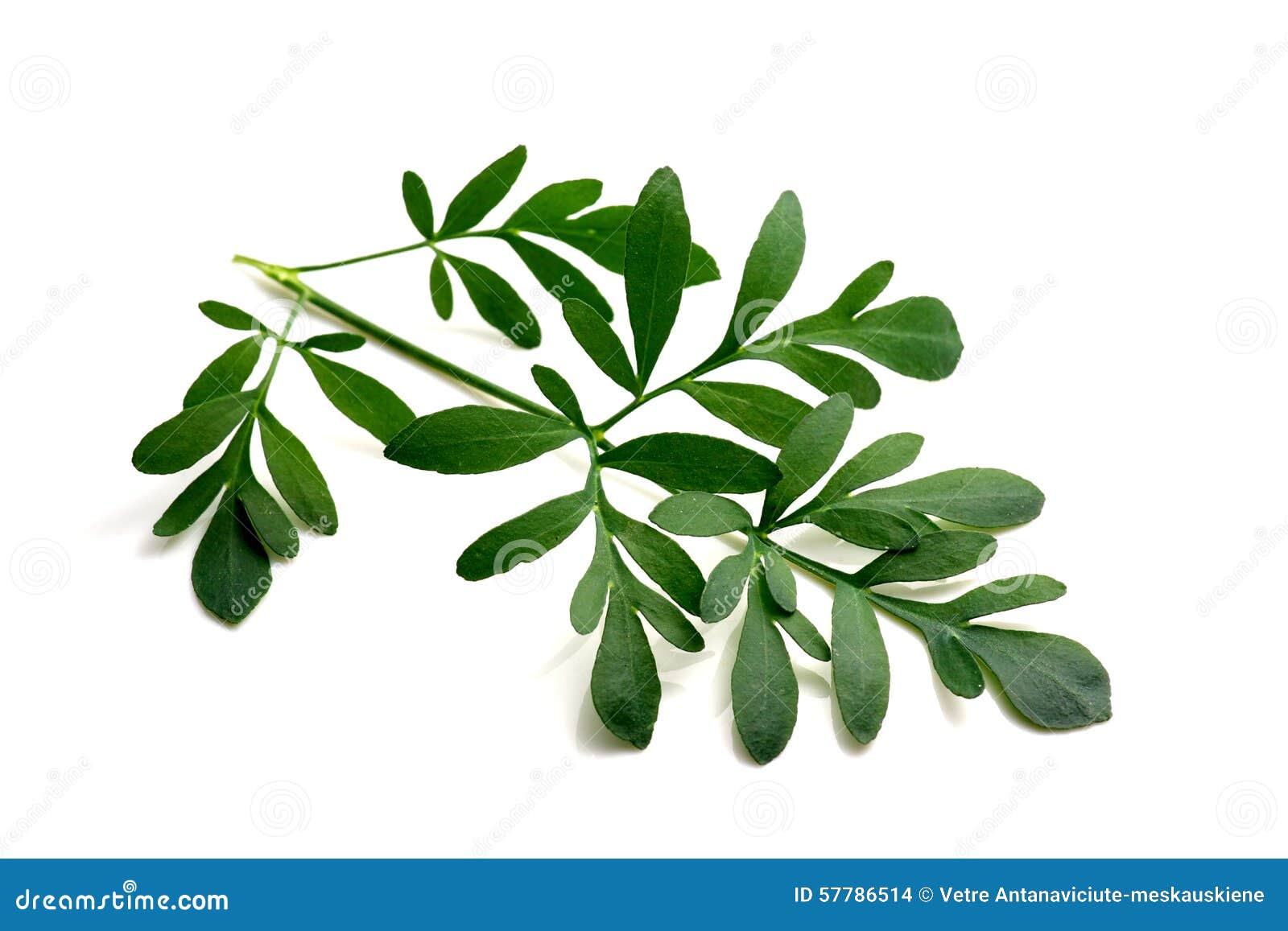 Rama De La Ruda Aislada En Blanco Foto de archivo - Imagen de salud ...