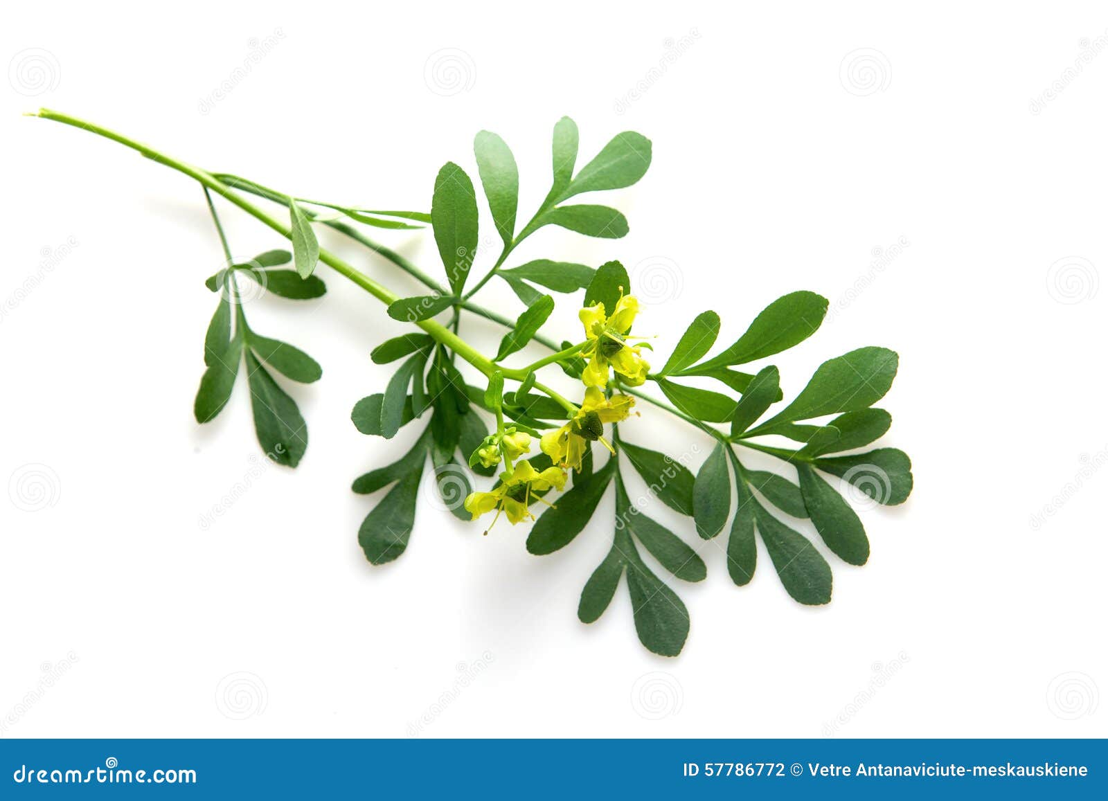 Rama De La Ruda Aislada En Blanco Foto de archivo - Imagen de salvaje ...