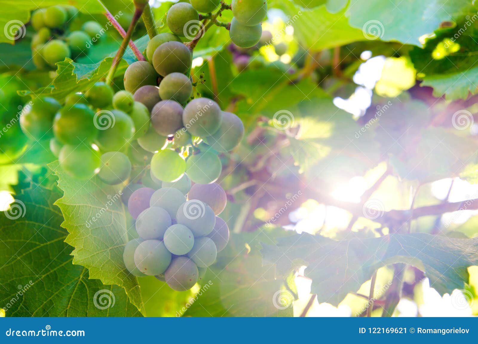 Rama de la vid imagen de archivo. Imagen de fulgor, vides - 122169621