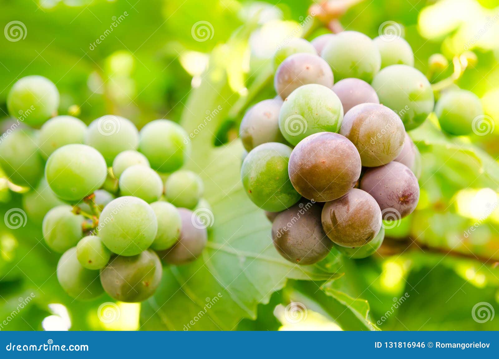 Rama de la vid foto de archivo. Imagen de agricultura - 131816946