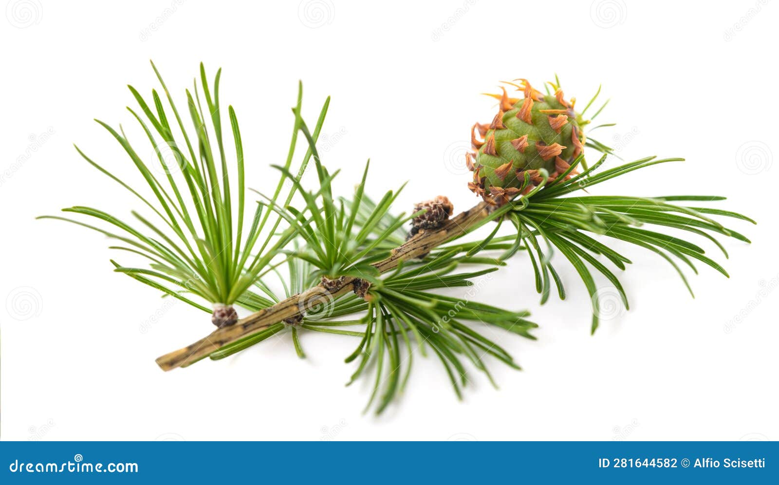 Rama de larca con cono foto de archivo. Imagen de agujas - 281644582