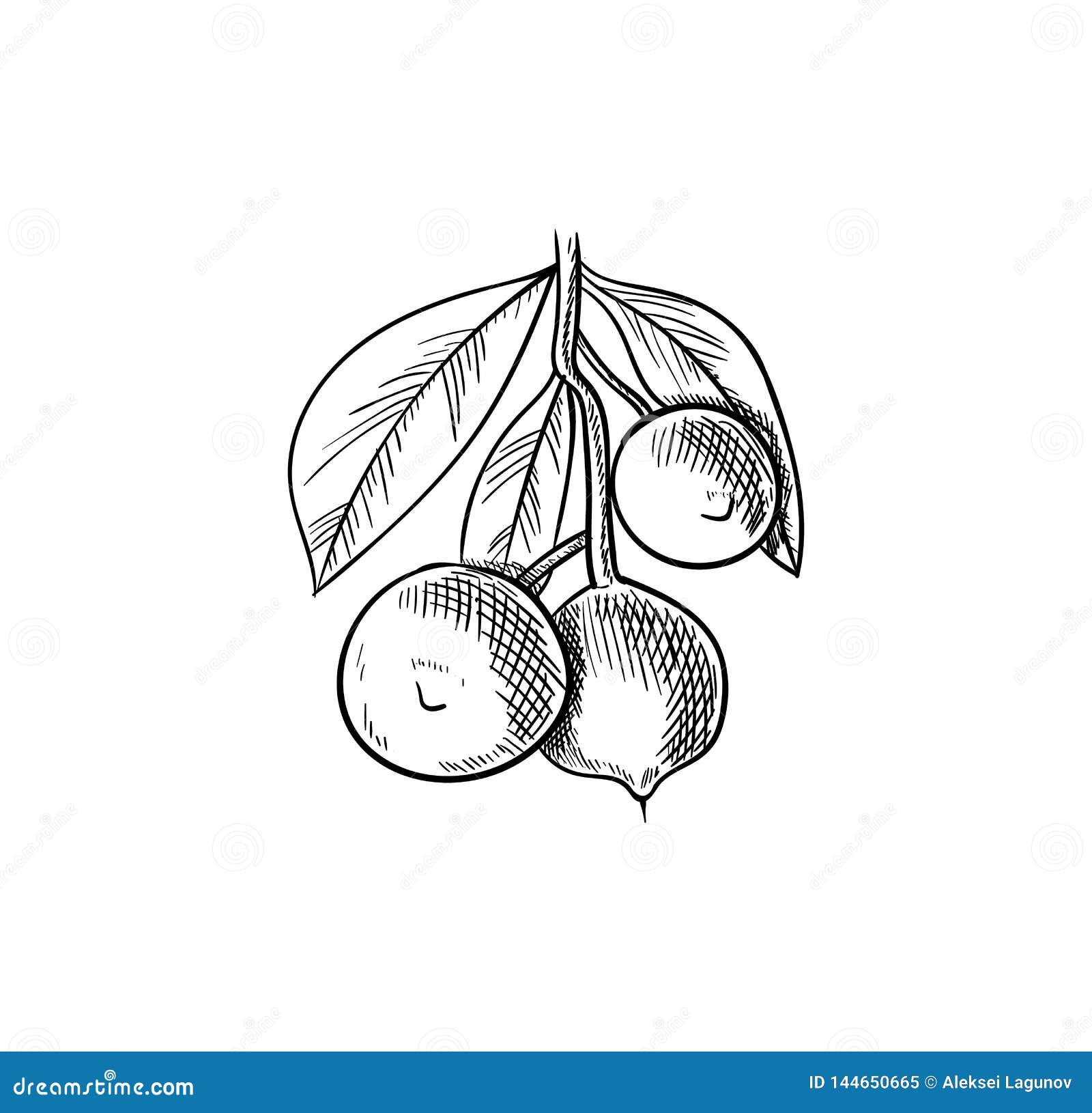 Rama De Las Nueces De Macadamia Del Vector, Ejemplo Incompleto, Icono ... Rama De Las Nueces De Macadamia Del Vector, Ejemplo Incompleto, Icono ...
