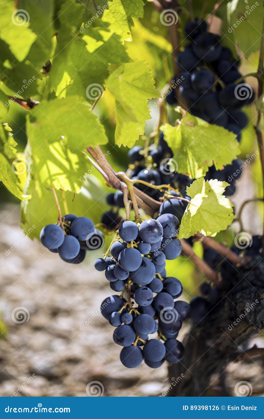 Rama de las uvas foto de archivo. Imagen de burdeos, redondo - 89398126