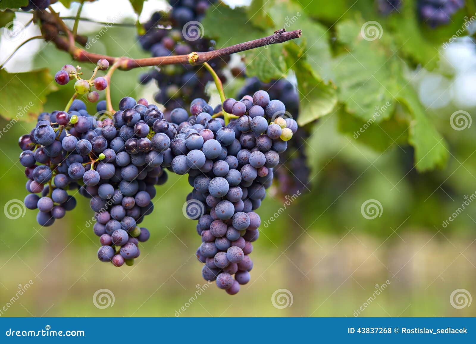 Rama De Las Uvas De Vino Rojo Foto de archivo - Imagen de cosecha ...