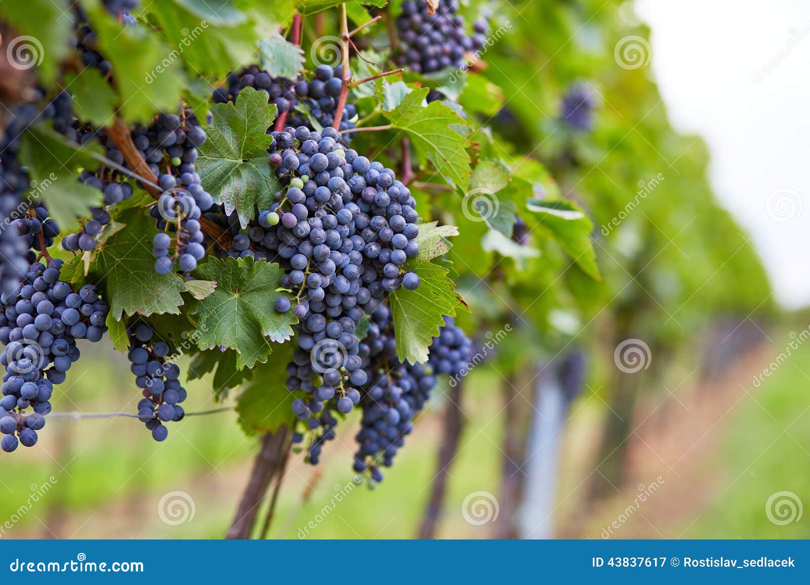 Rama De Las Uvas De Vino Rojo Imagen de archivo - Imagen de hoja ...