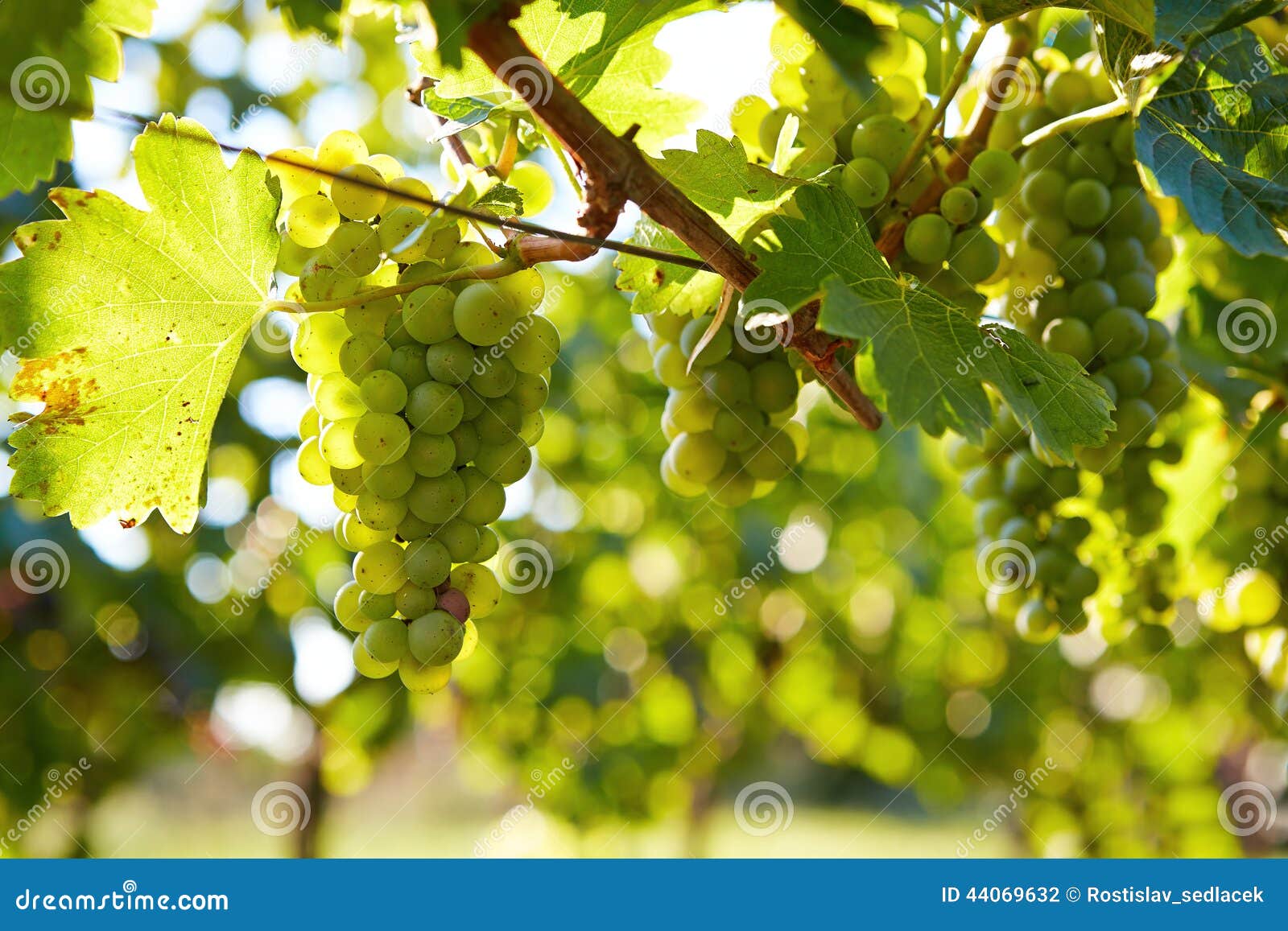 Rama De Las Uvas Del Vino Blanco Foto de archivo - Imagen de hoja ...