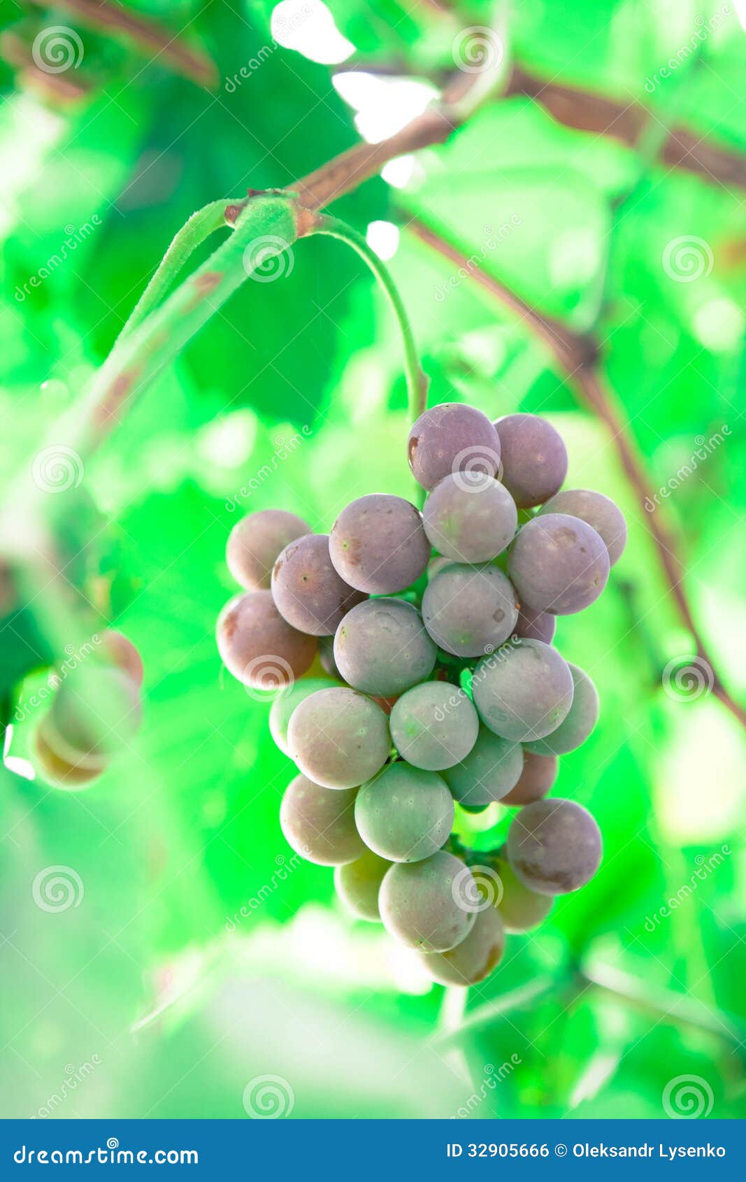 Rama De Las Uvas Que Crecen En Naturaleza Foto de archivo - Imagen de ...