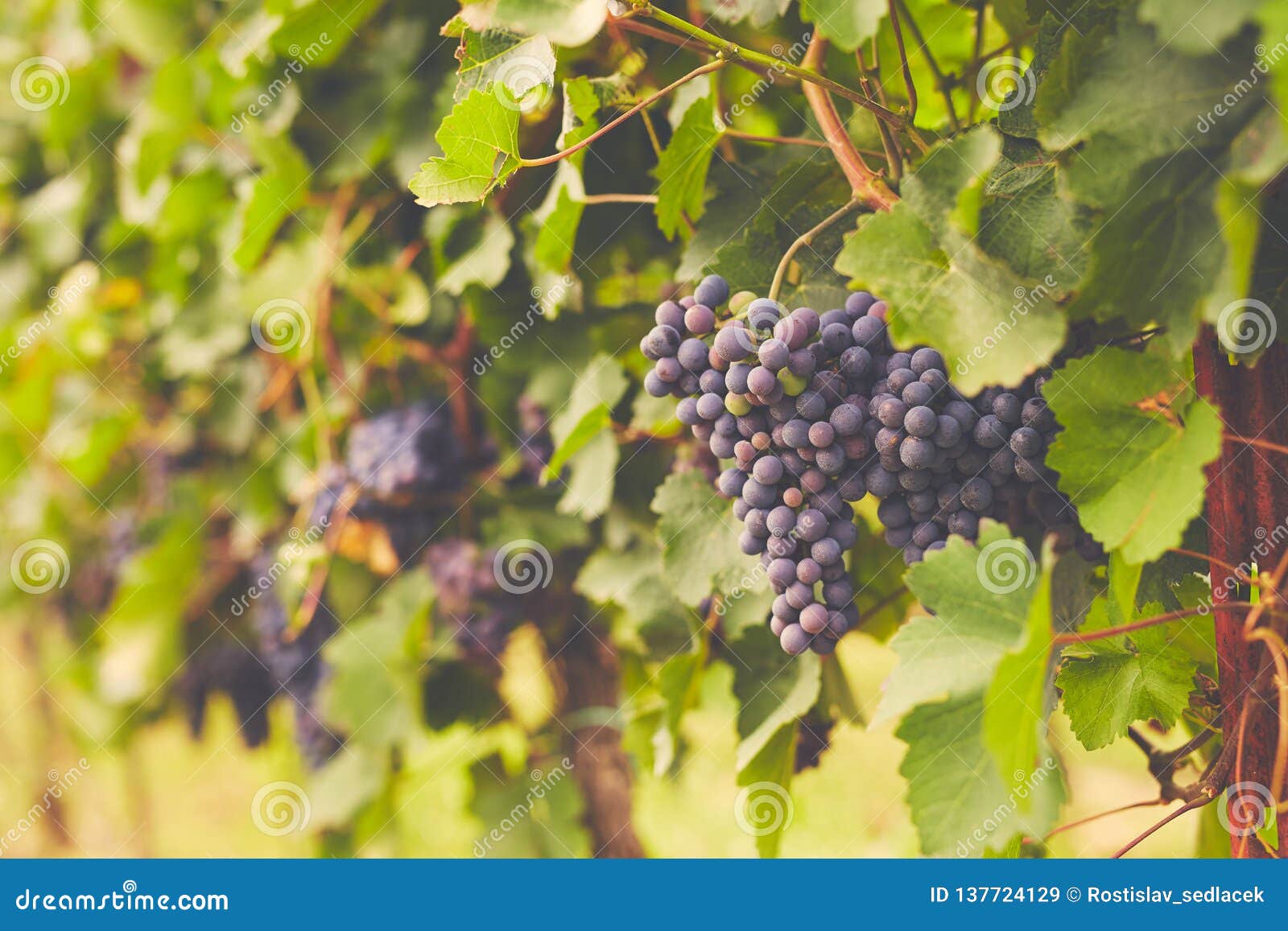 Rama De Las Uvas De Vino Rojo Imagen de archivo - Imagen de rural ...