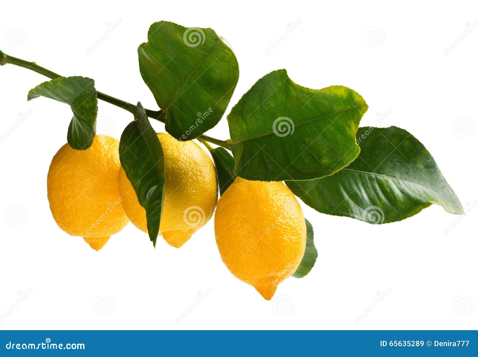 Rama de limones imagen de archivo. Imagen de fresco, primer - 65635289