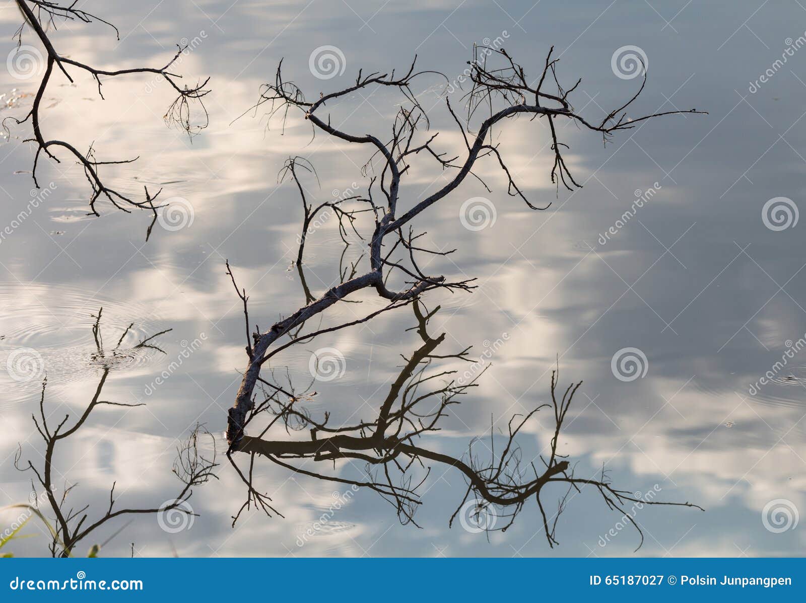 Rama de madera que refleja imagen de archivo. Imagen de extracto - 65187027