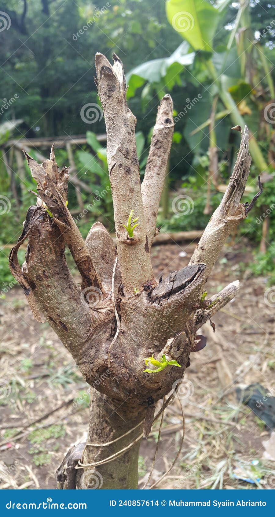 Rama De Madera Rota En El Patio Foto de archivo - Imagen de ramita ...
