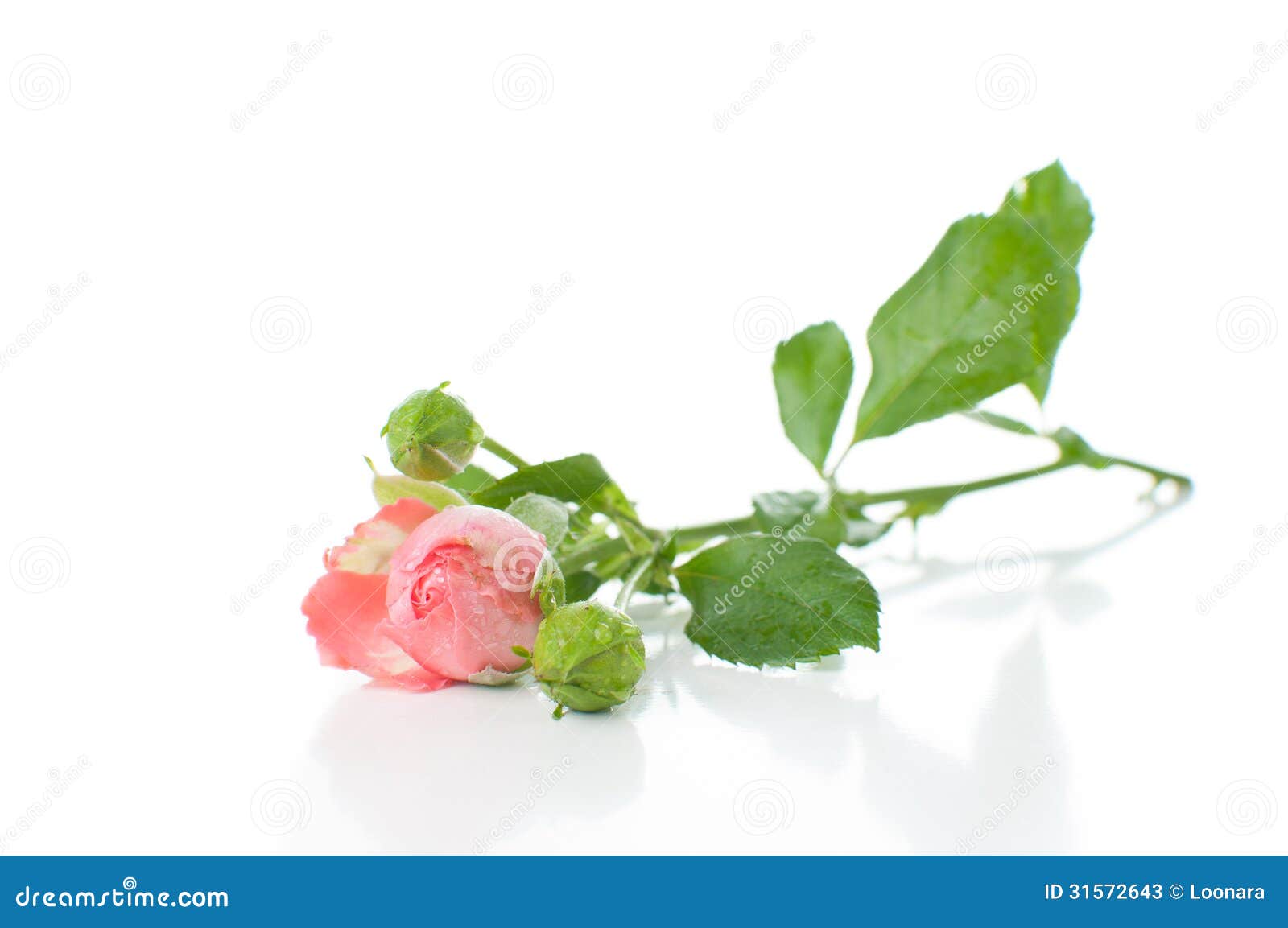 Rama de rosas rosadas imagen de archivo. Imagen de flores - 31572643