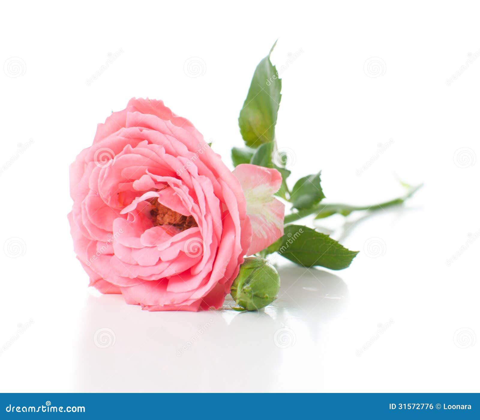 Rama de rosas rosadas foto de archivo. Imagen de rosa - 31572776