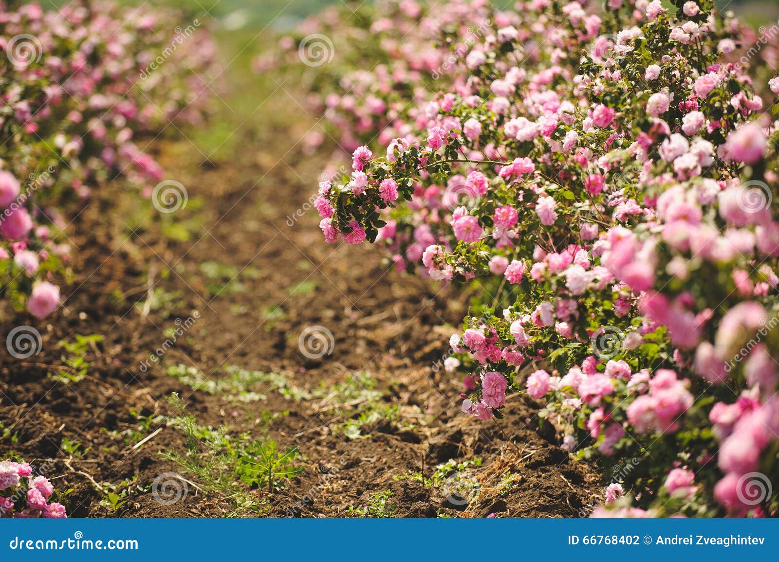 Rama de Rose Bush foto de archivo. Imagen de arbusto - 66768402