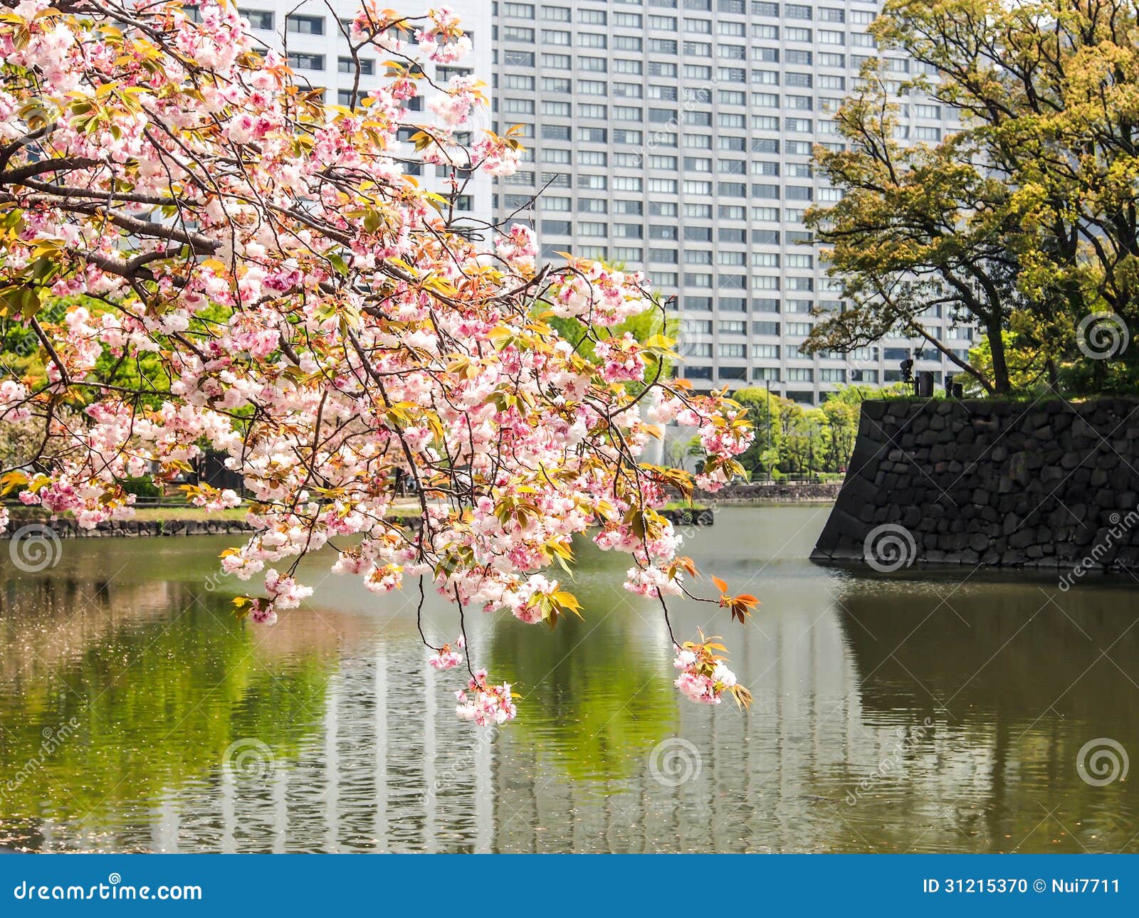 Rama De Sakura En La Ciudad Foto de archivo - Imagen de color, rosa ...