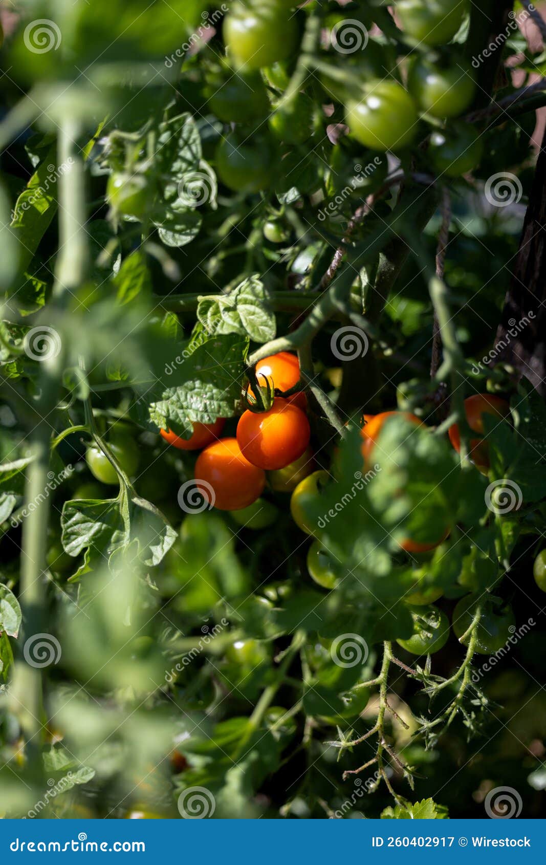 Rama De Tomates Con Hojas Verdes Imagen de archivo - Imagen de planta ...