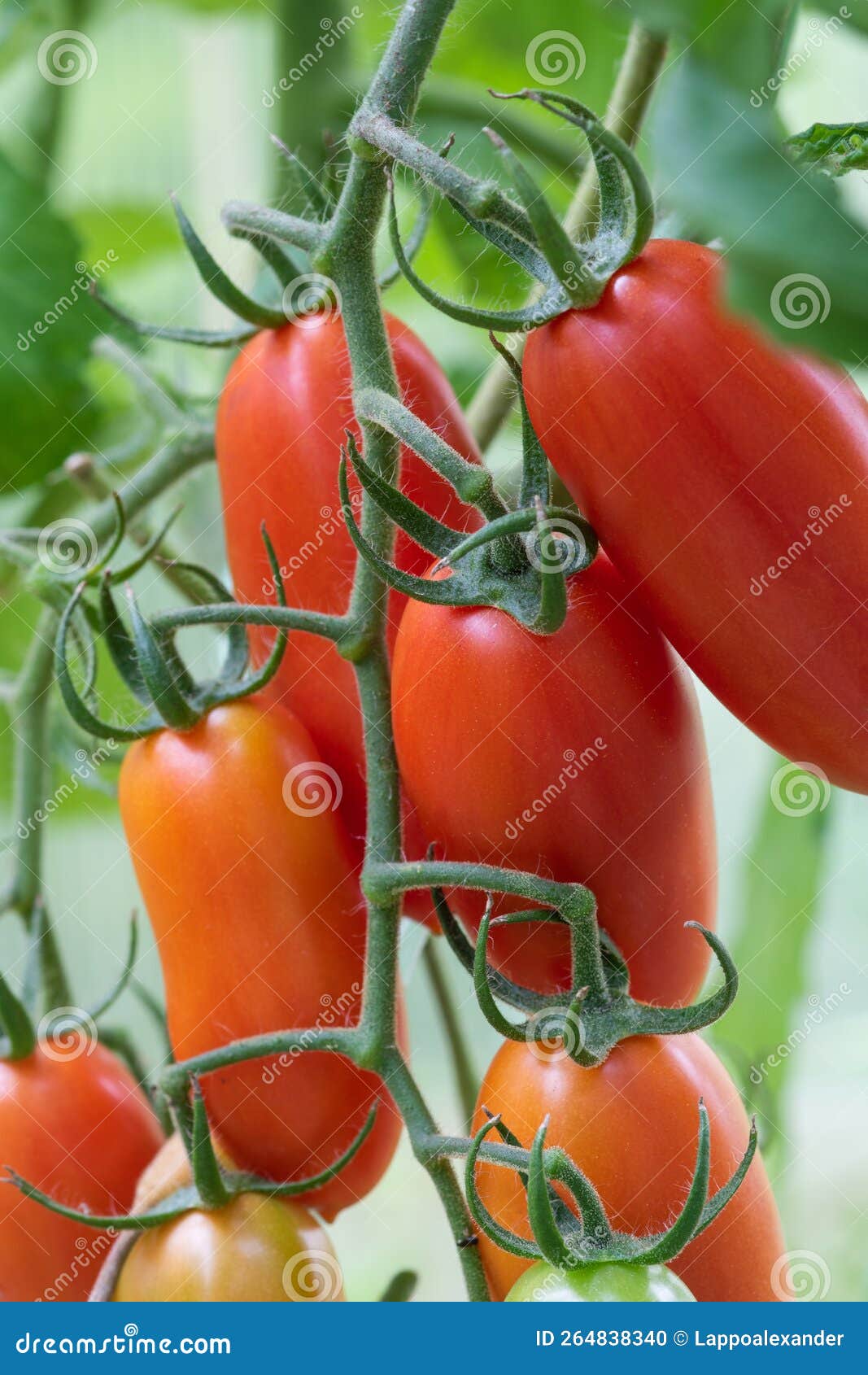 Rama De Tomates Rojos De Granja Foto de archivo - Imagen de tomate ...