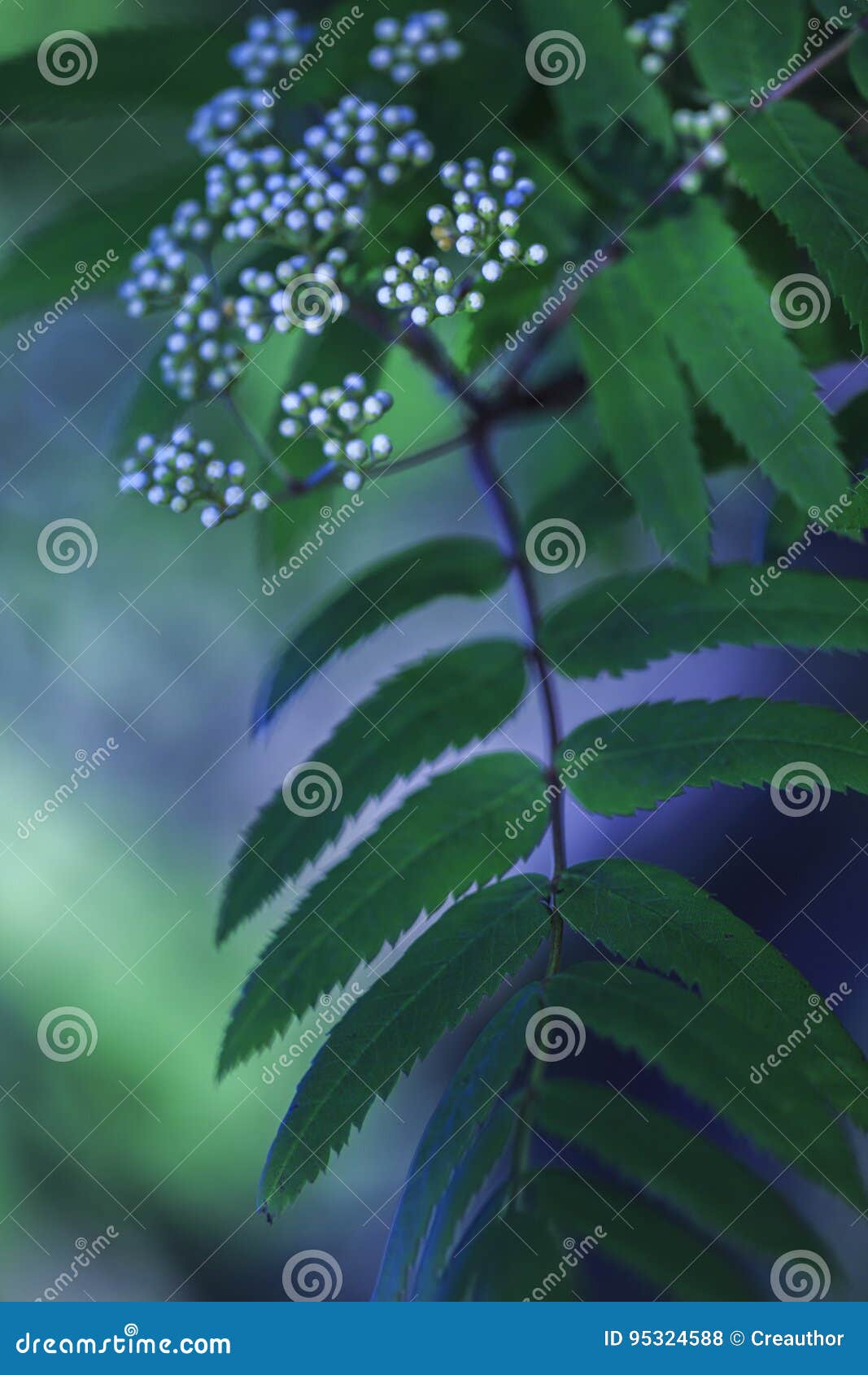 Rama De Un Serbal Floreciente En Una Gama Fría Foto de archivo - Imagen ...