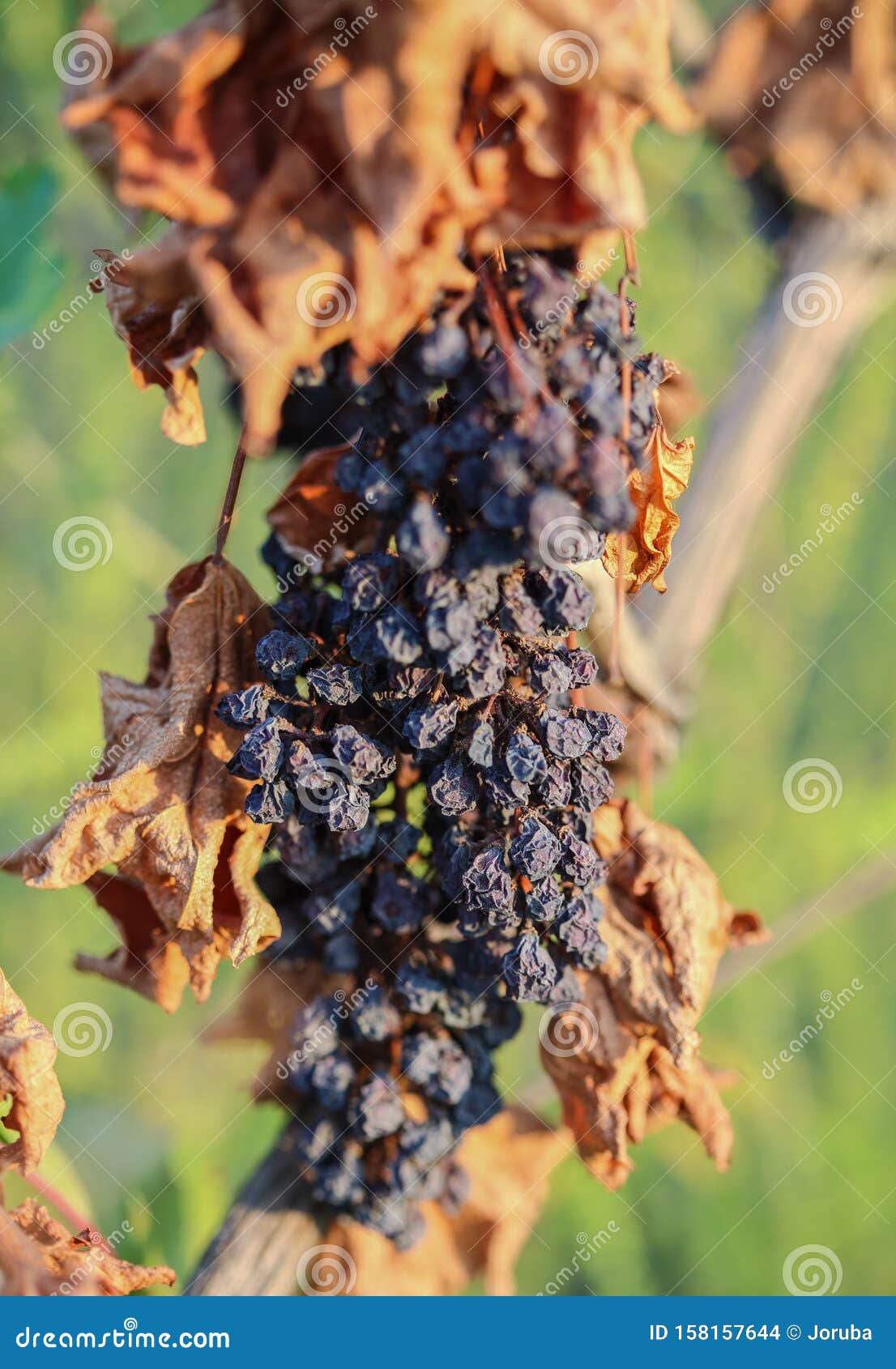 Rama de uva seca foto de archivo. Imagen de alimento - 158157644