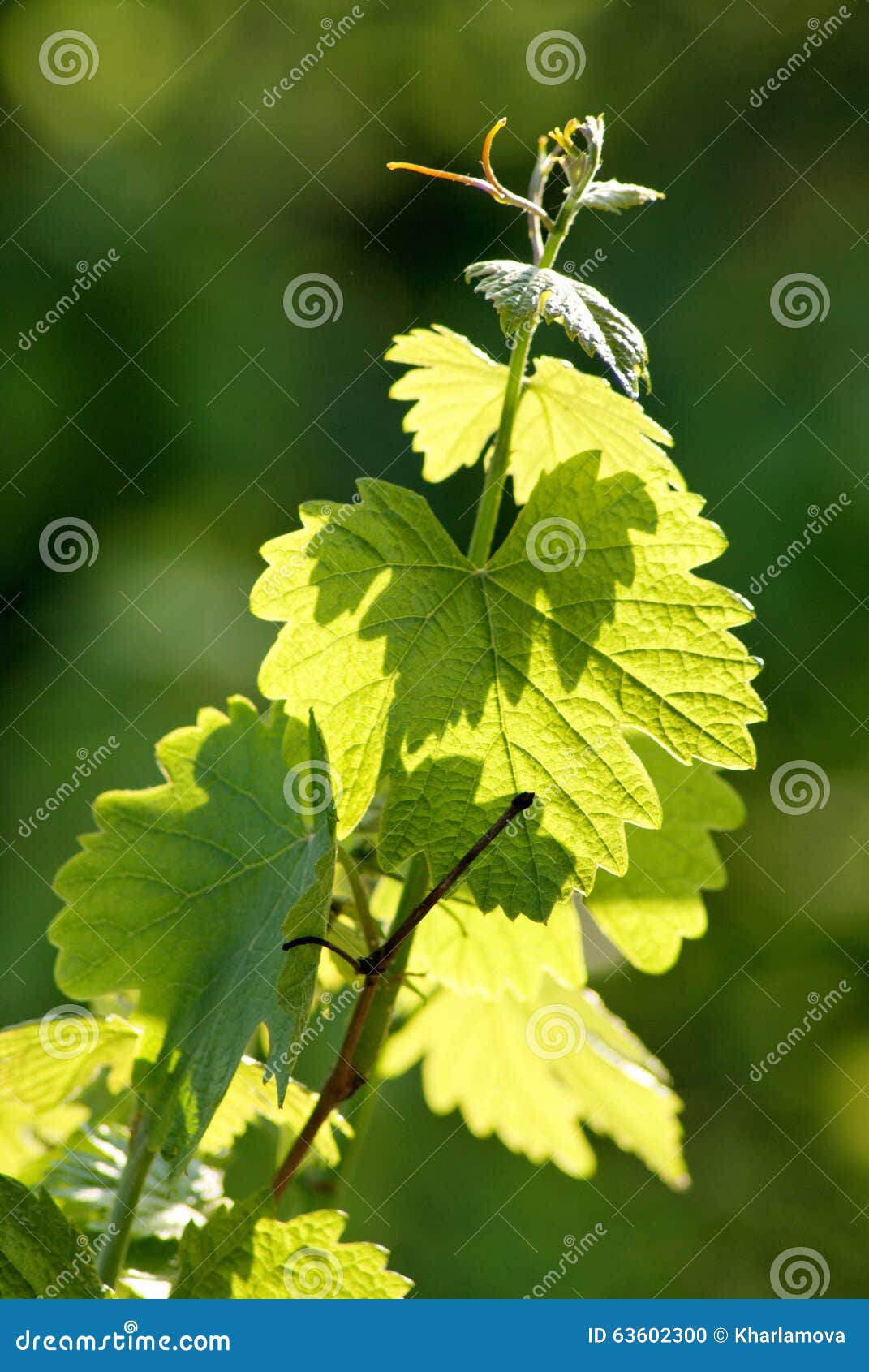 Rama de uvas foto de archivo. Imagen de agricultura, cubo - 63602300