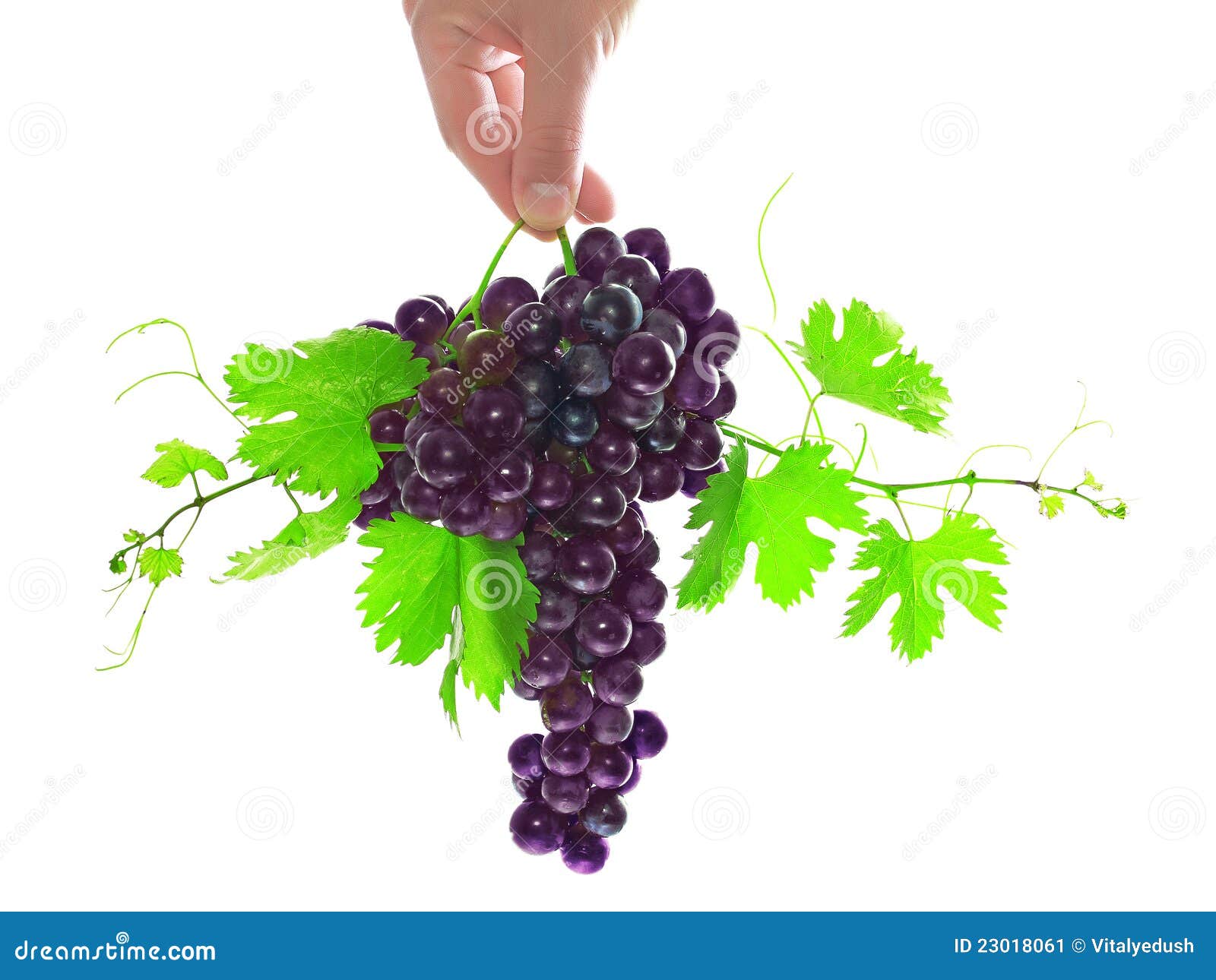 Rama de uvas negras imagen de archivo. Imagen de pasa - 23018061