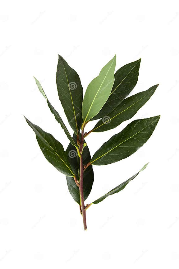 Rama del laurel foto de archivo. Imagen de especias, sabores - 35961070