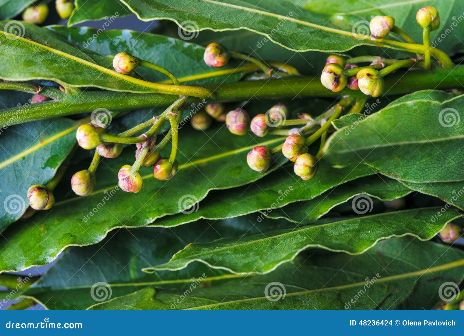 Rama del laurel foto de archivo. Imagen de condimento - 48236424