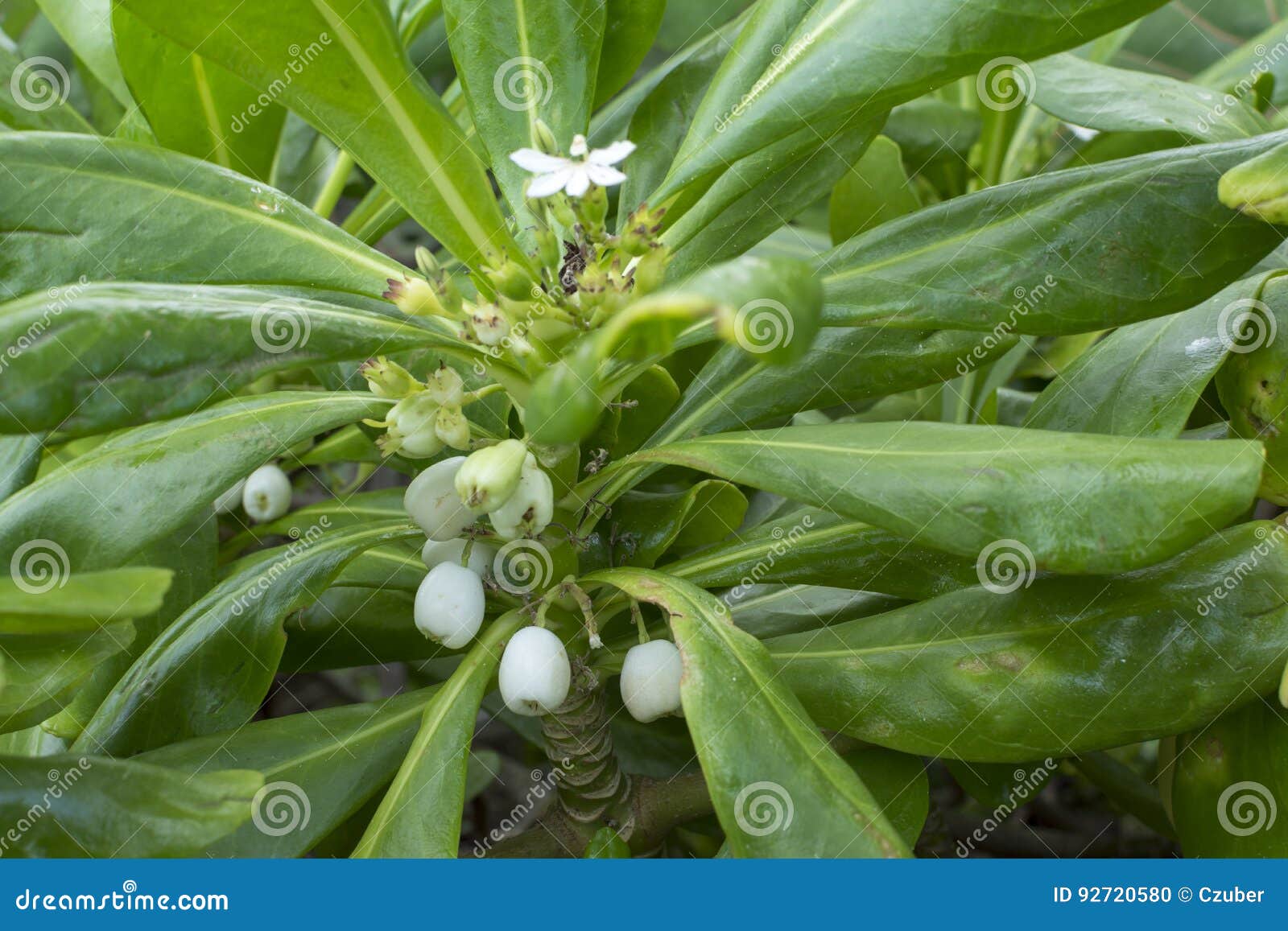 Rama Del Primer De La Col De La Playa Foto de archivo - Imagen de ...