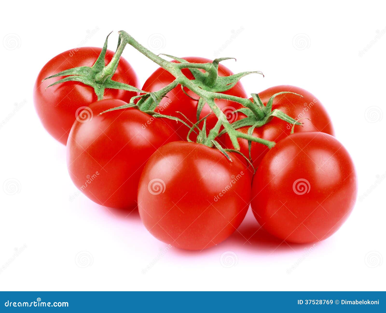 Rama del tomate en blanco. imagen de archivo. Imagen de maduro - 37528769