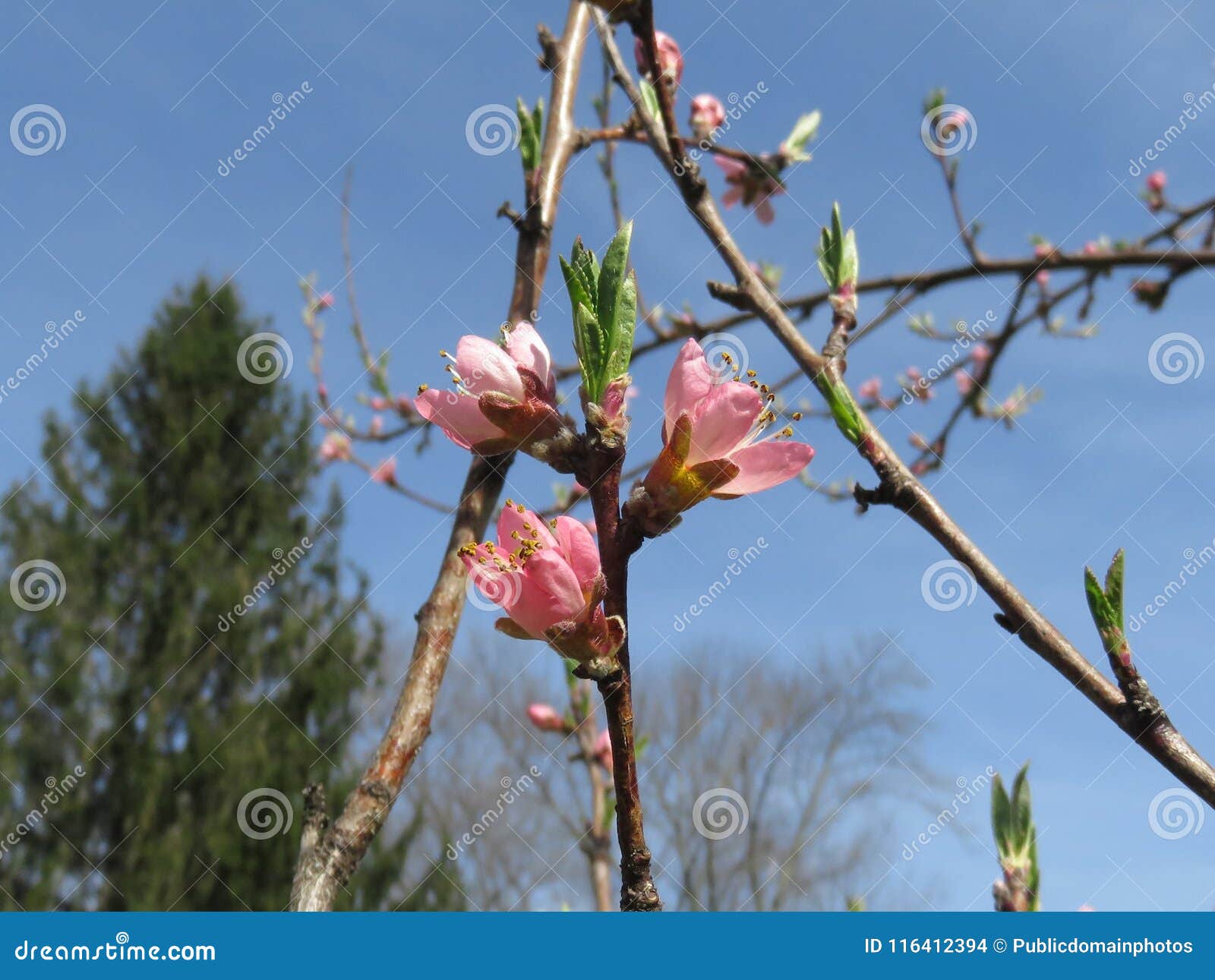 Rama, Flora, Planta, Primavera Imagen. Imagen: 116412394