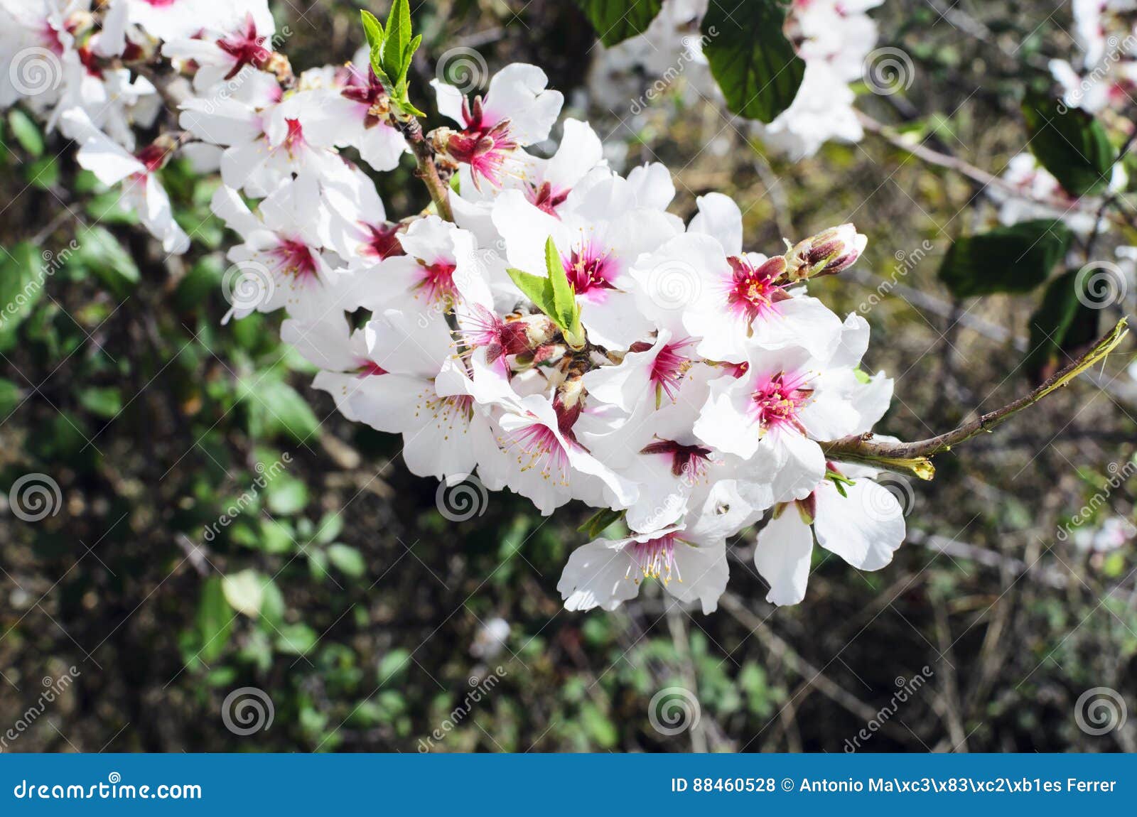 Rama Florecida De La Almendra Foto de archivo - Imagen de cubo ...
